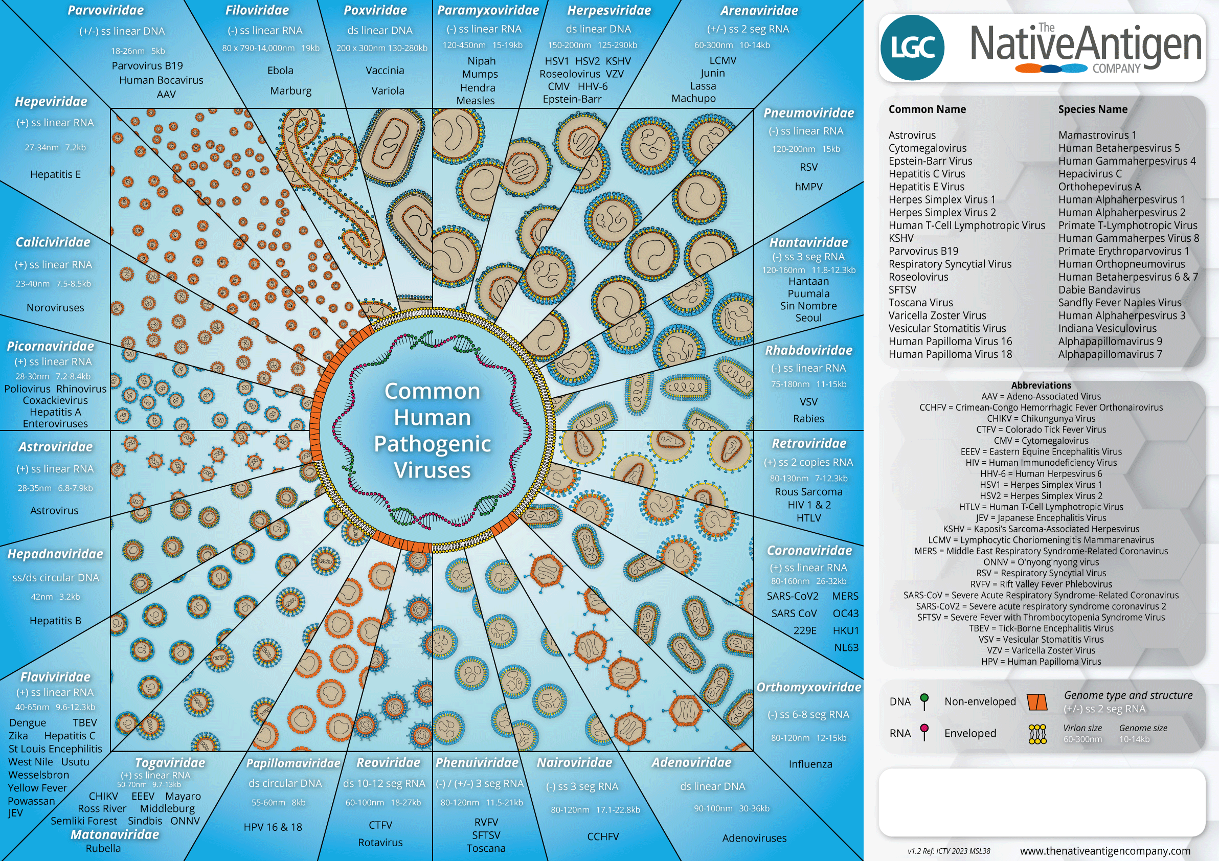 TNAC Viruses Poster